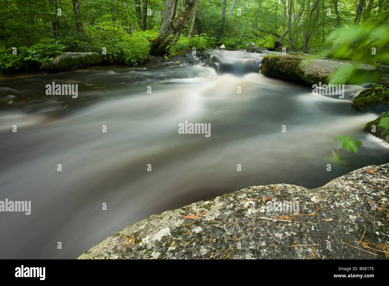 Long exposure of a woodland stream Stock Photo - Alamy