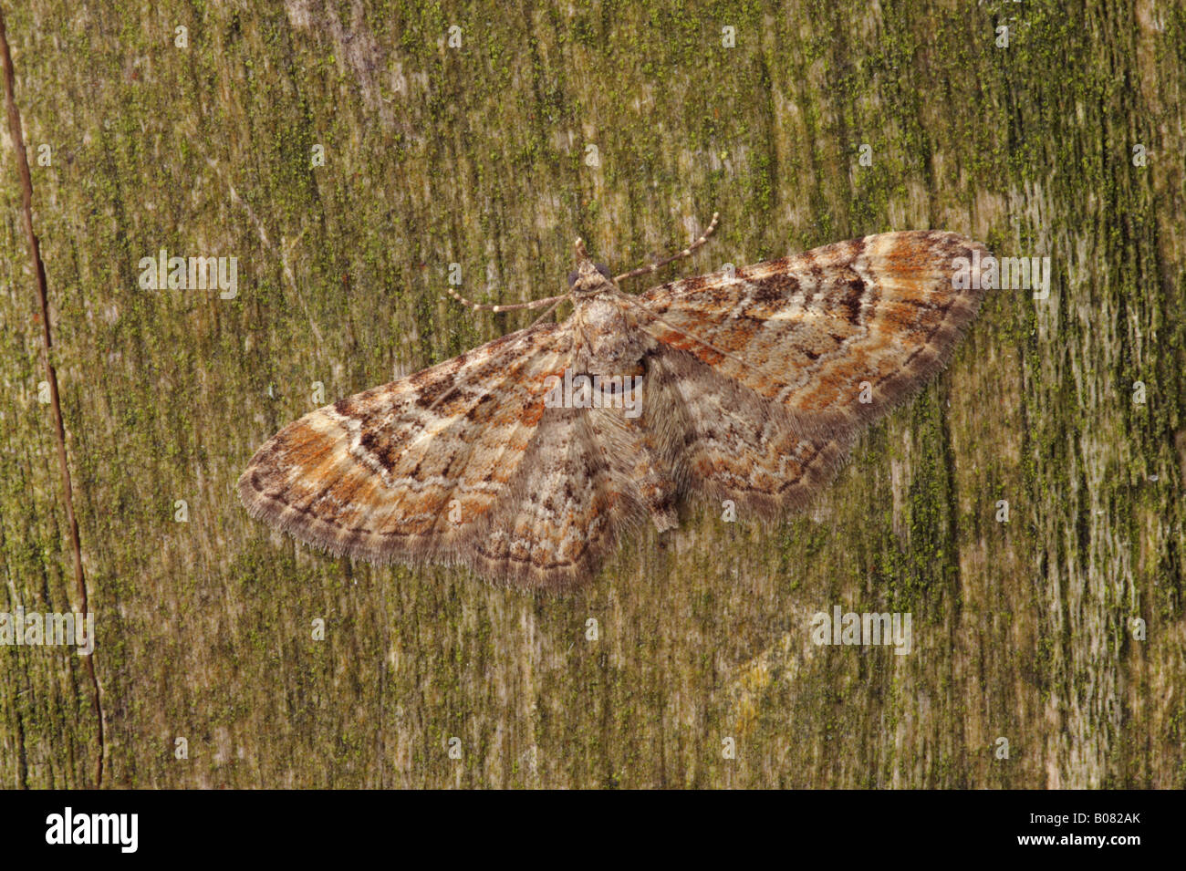 Gymnoscelis rufifasciata hi-res stock photography and images - Alamy