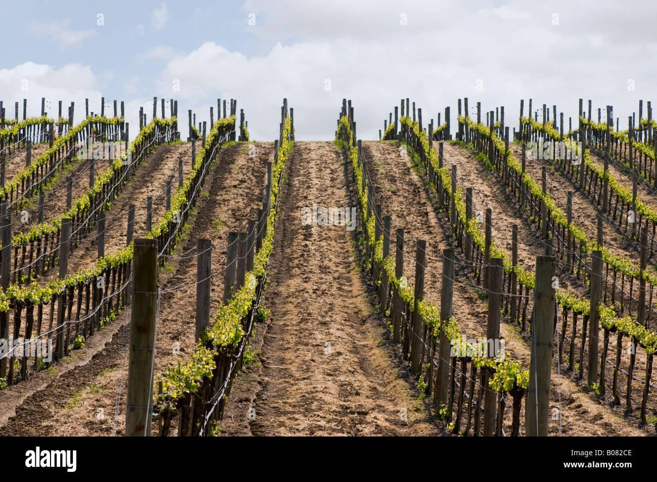 Grapevine trellis hi-res stock photography and images - Alamy