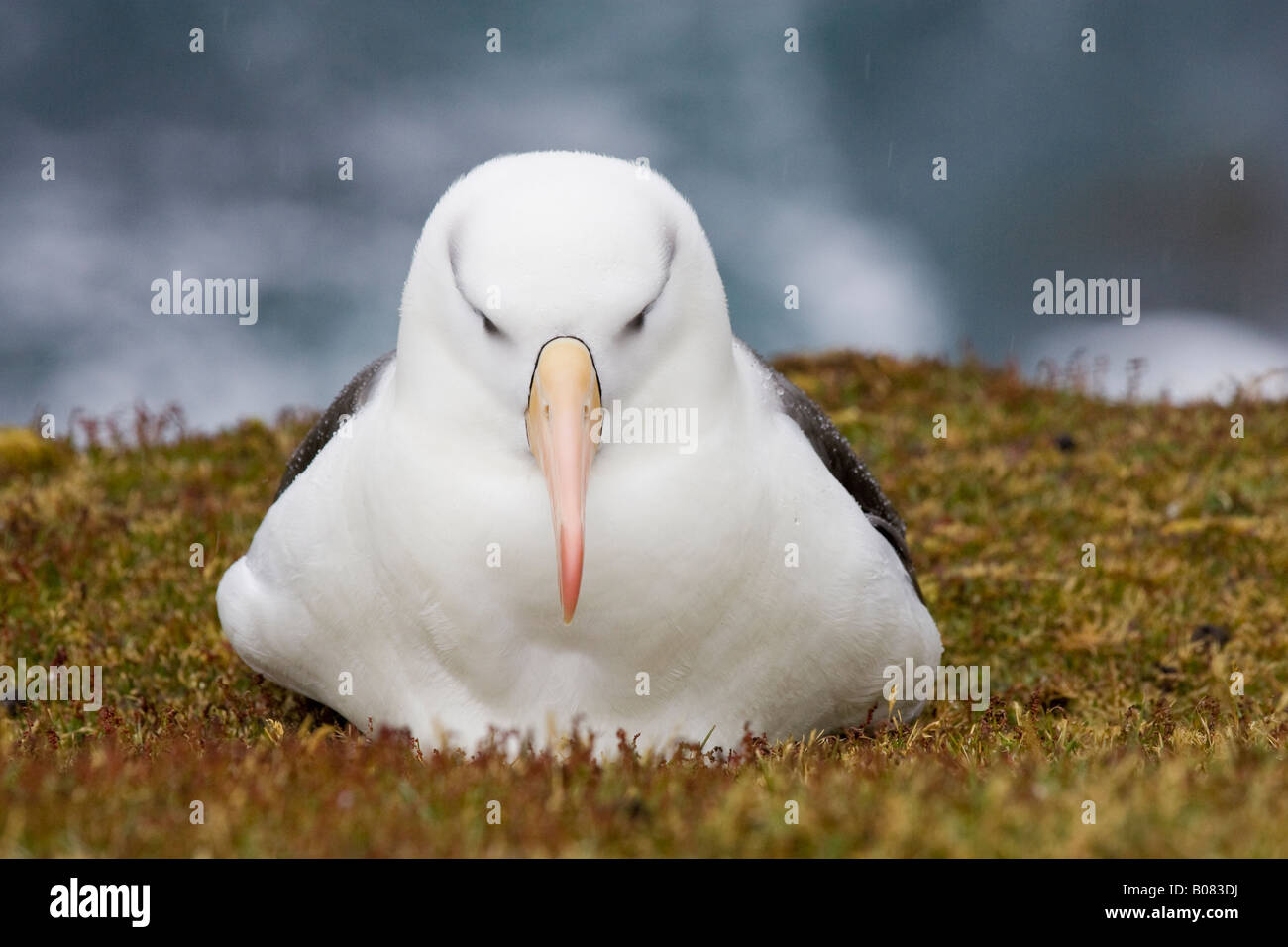 Head on portrait of Black-browed Albatross (thalassarche melanophrys ...