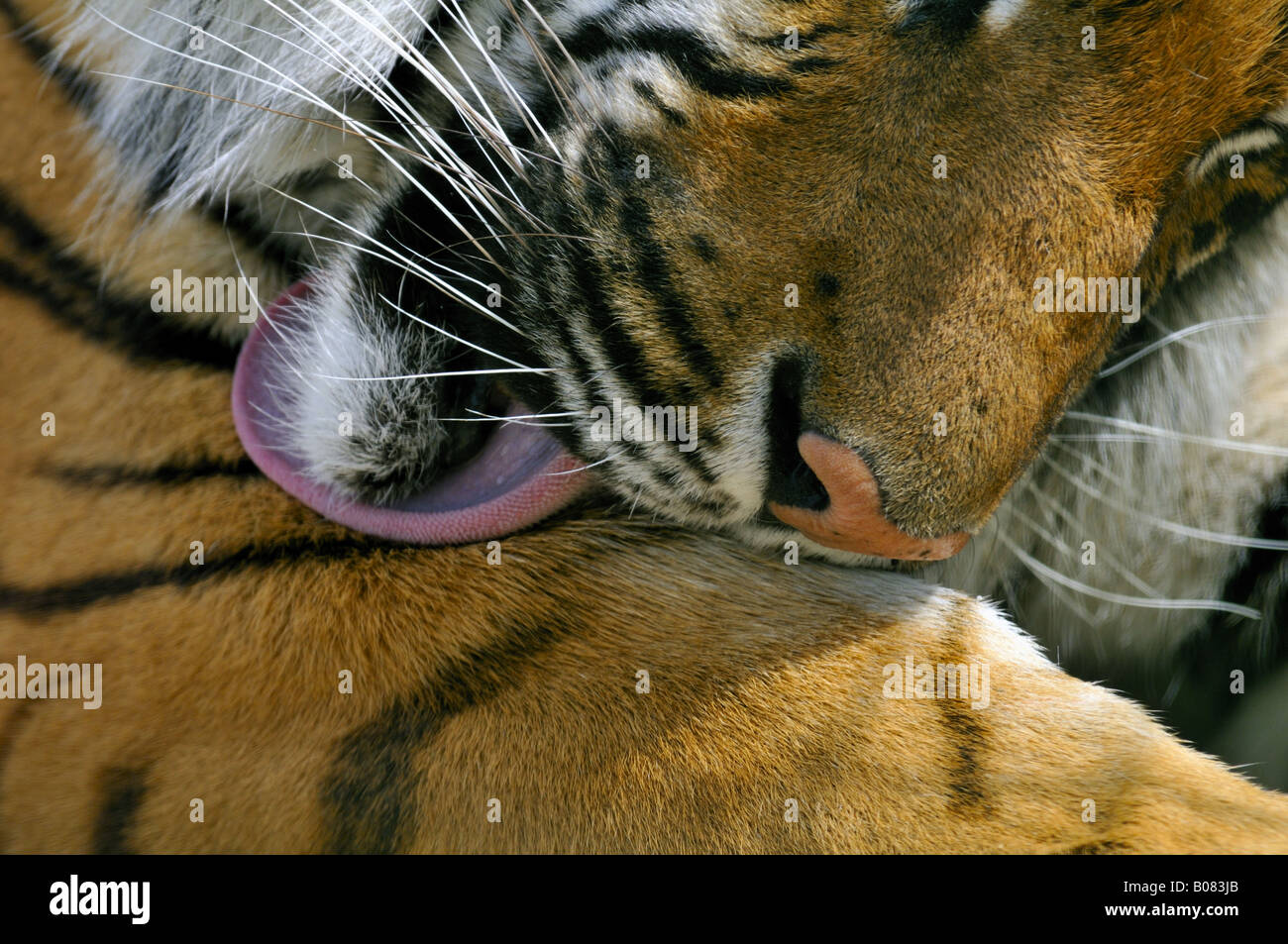 Tiger panthera tigris big cats hi-res stock photography and images - Alamy
