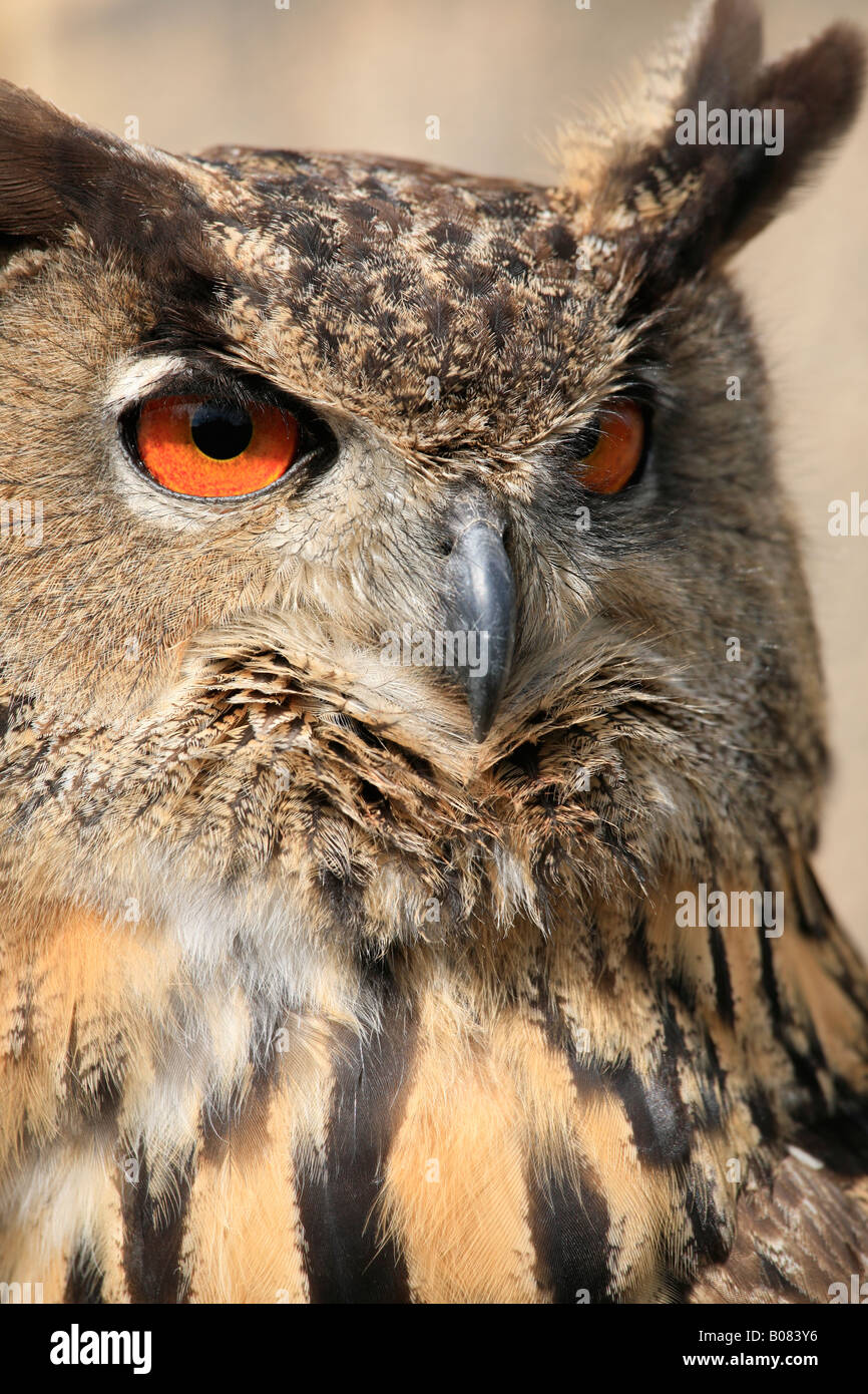 eagle owl, bubo bubo, Uhu Stock Photo - Alamy