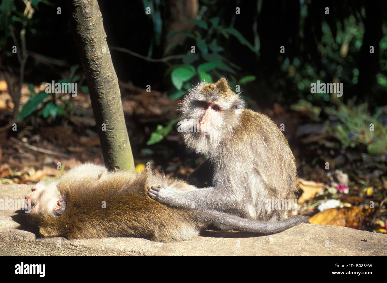Bali Balinese Macaques Grooming Each Other Macaca fascicularis Ubud ...