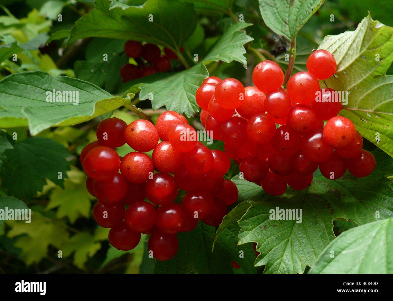 Wild Red Berries Stock Photo - Alamy