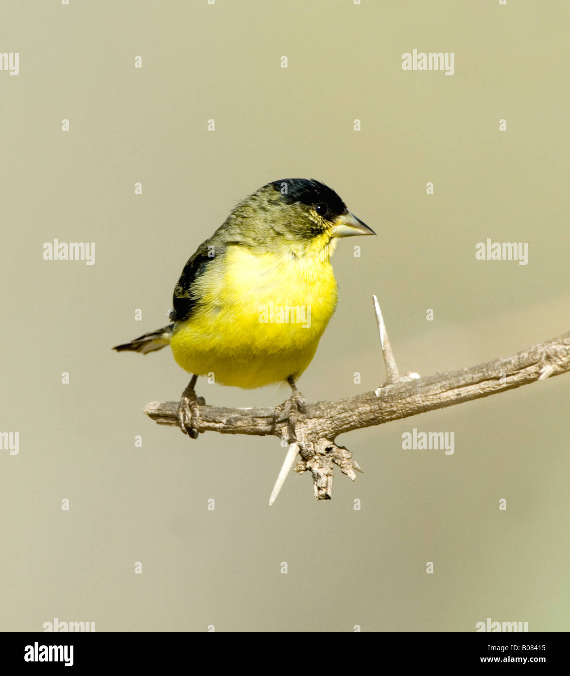 Lesser Goldfinch Carduelis psaltria Arizona USA Stock Photo - Alamy