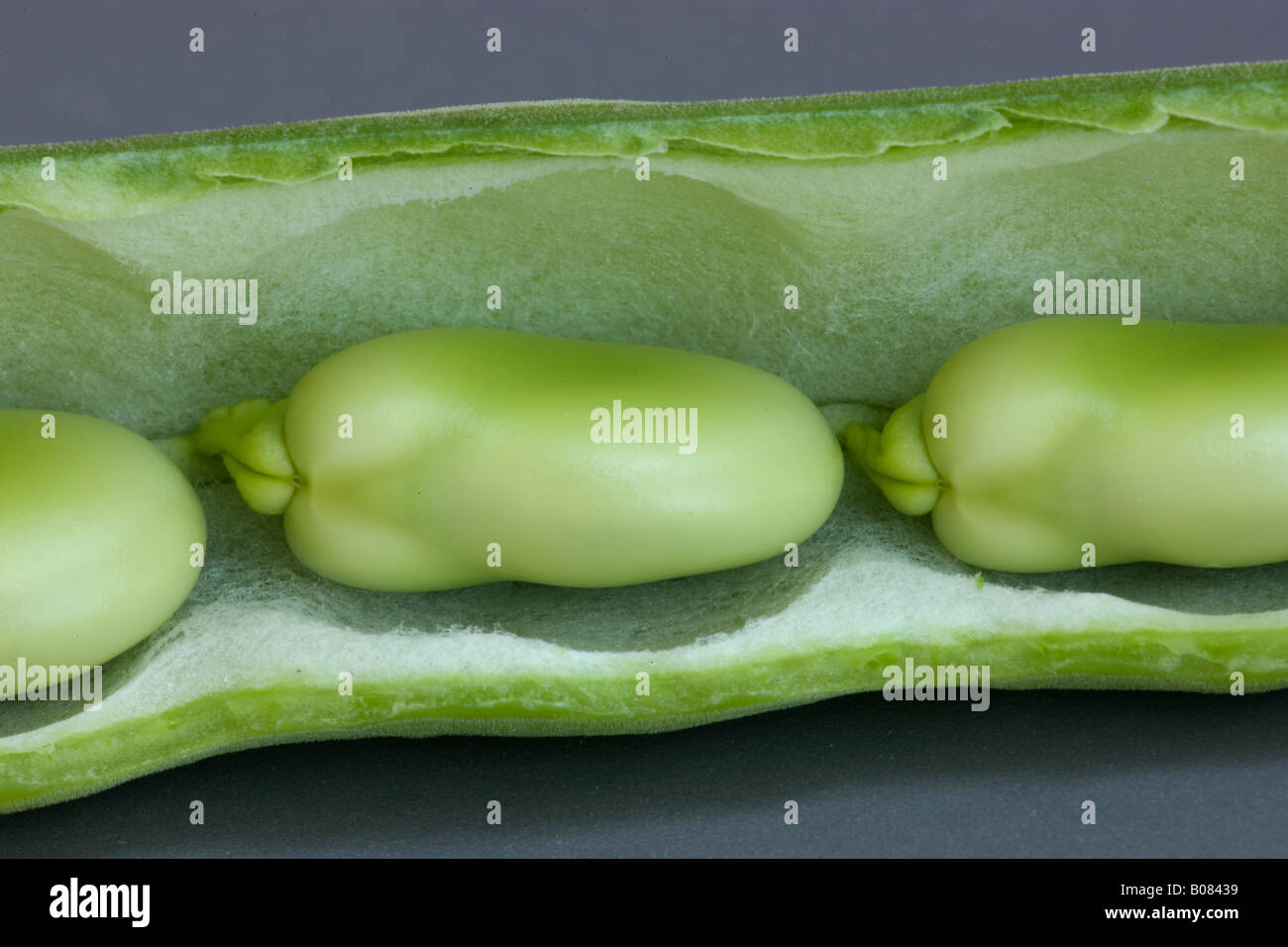 Fava beans hi-res stock photography and images - Alamy