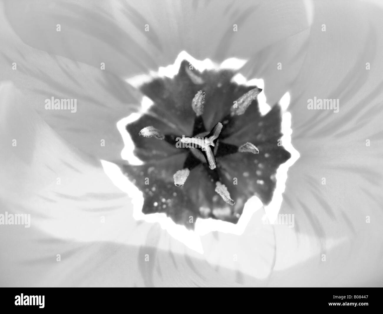 Simple single flower photograph hi-res stock photography and images - Alamy