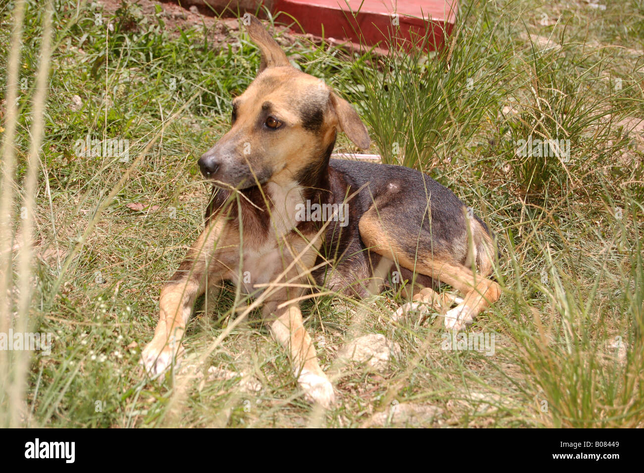 Jamaican dog hi-res stock photography and images - Alamy