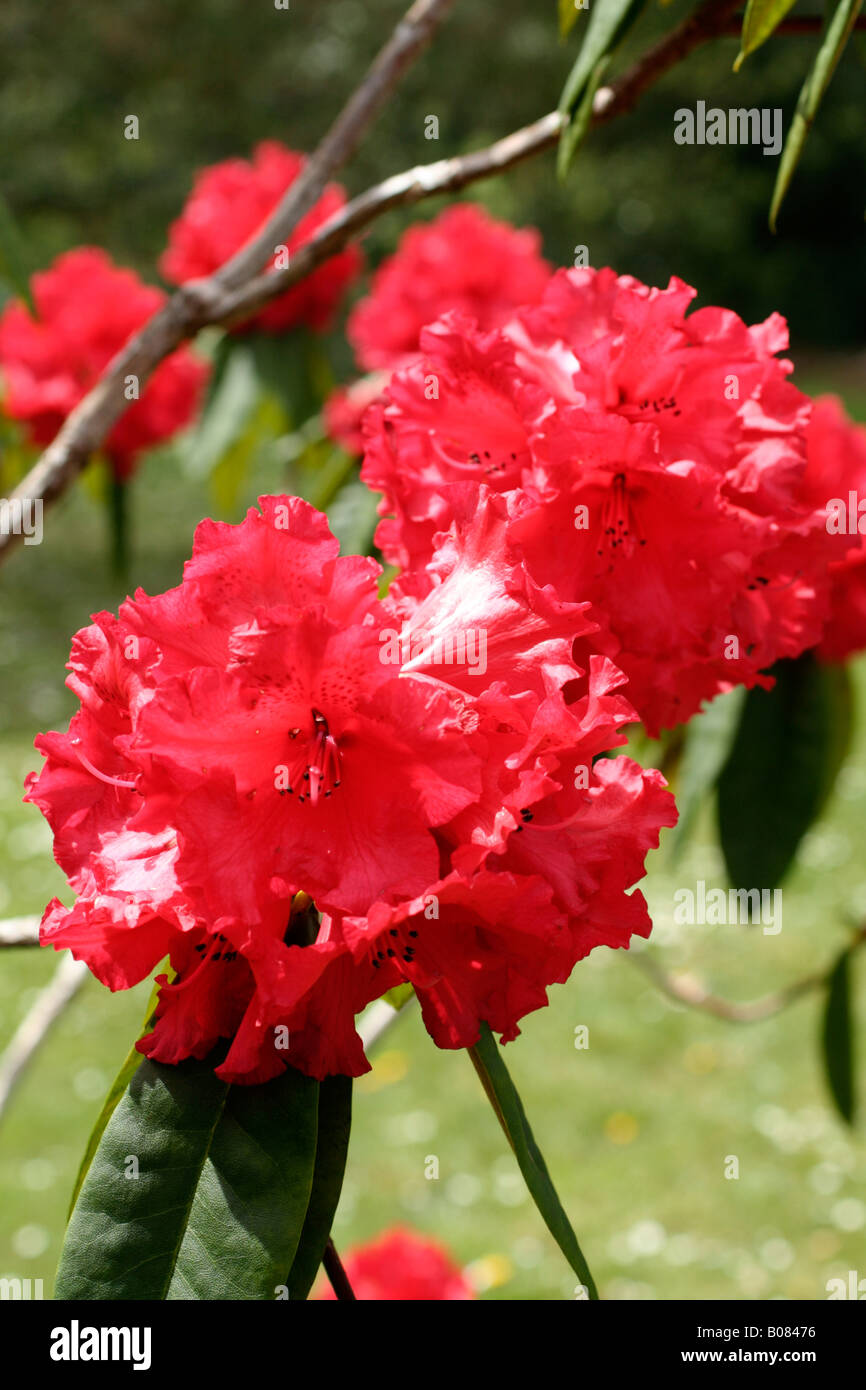 RHODODENDRON TAURUS AGM Stock Photo - Alamy
