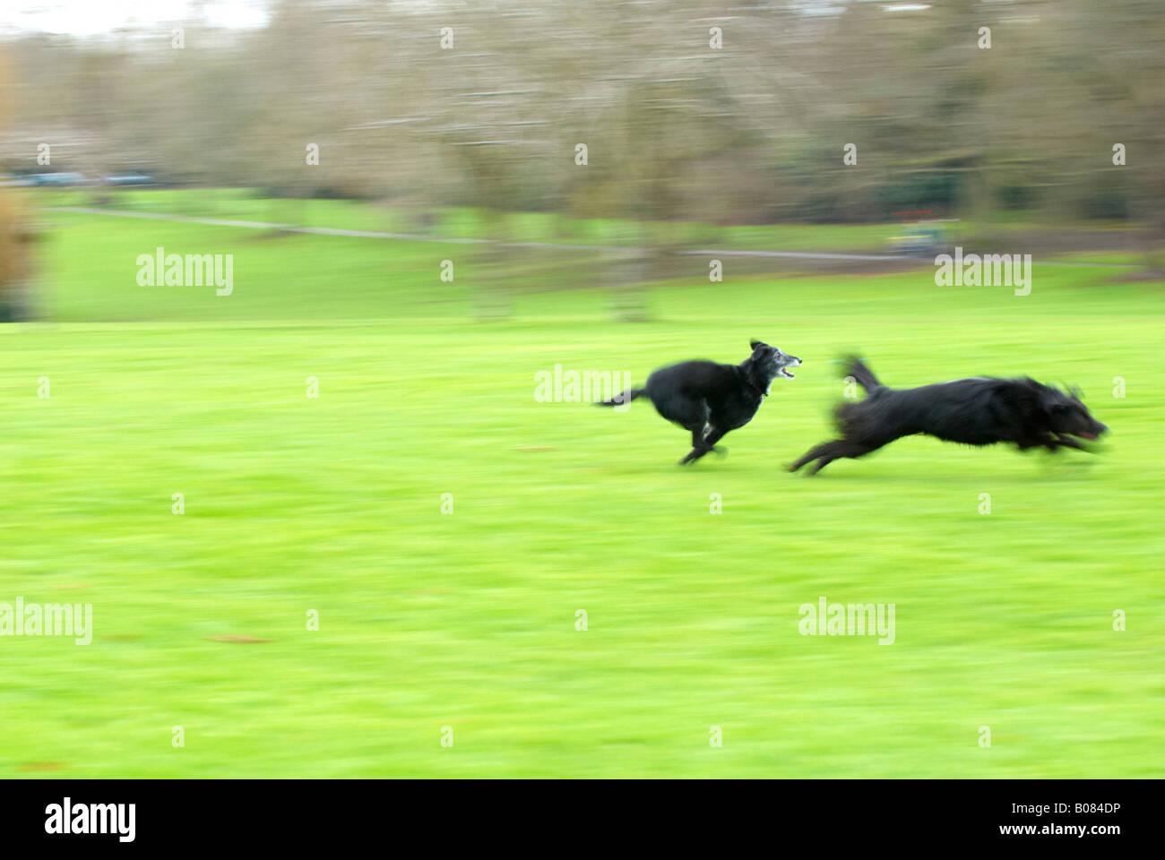 Two black dogs running after a ball showing a lot of blurry action as ...
