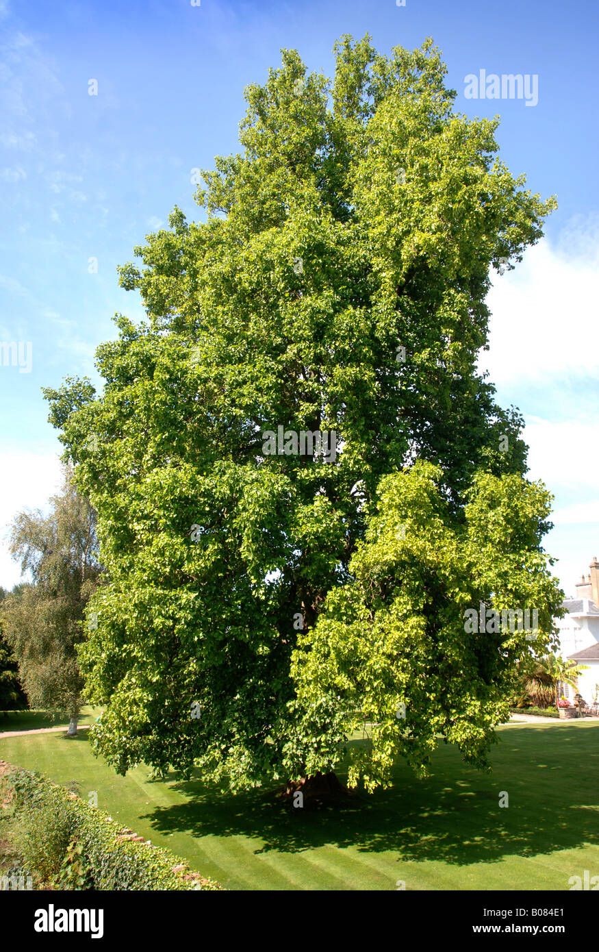 Tulip poplar tree hi-res stock photography and images - Alamy