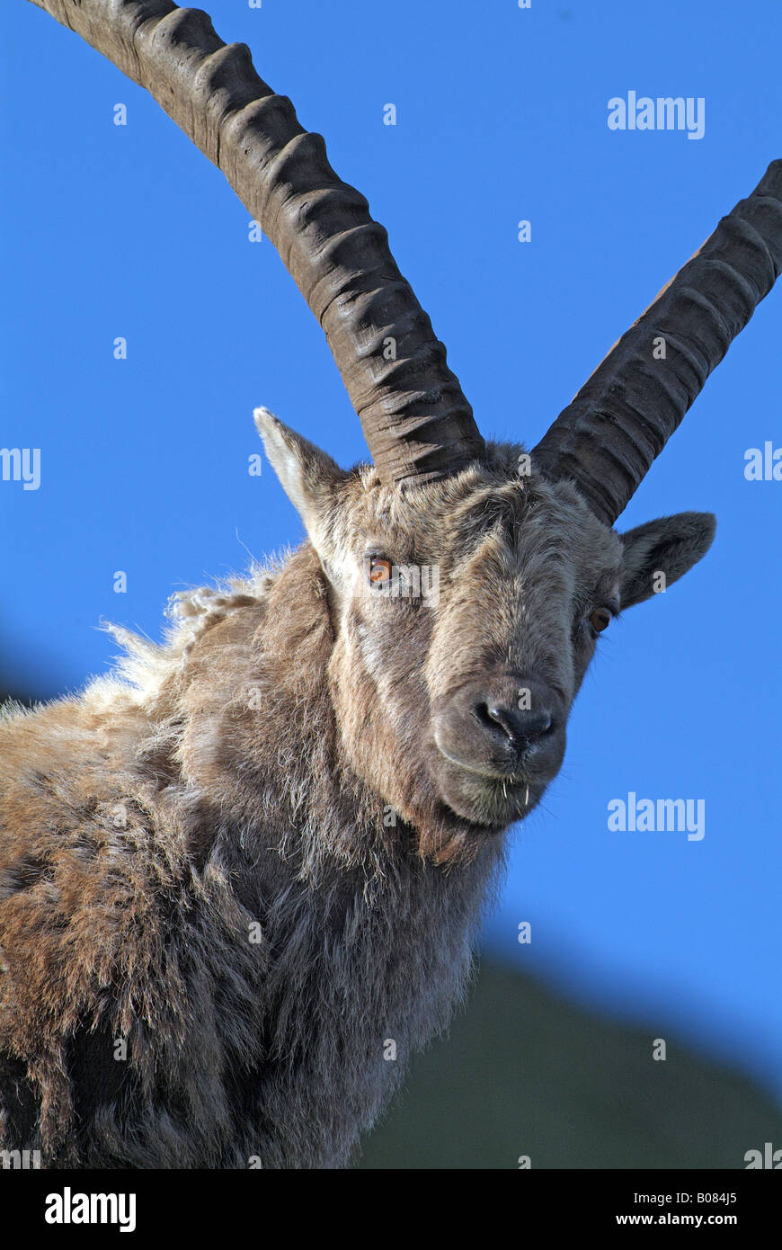 Capra ibex hi-res stock photography and images - Alamy