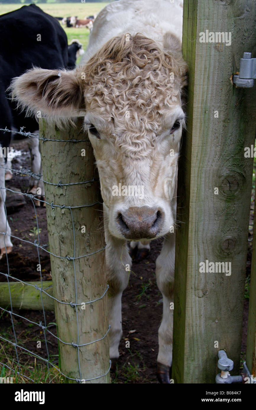 Cow poking head through gap in fence, England, UK Stock Photo - Alamy