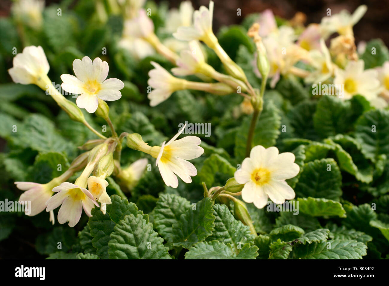 PRIMULA LADY GREER AGM Stock Photo - Alamy