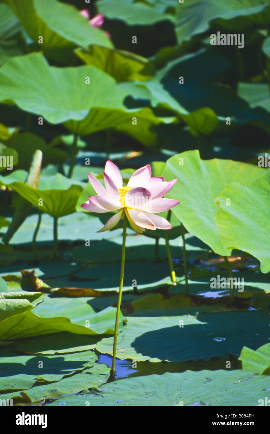Lotos Lotus Blossom Stock Photo - Alamy