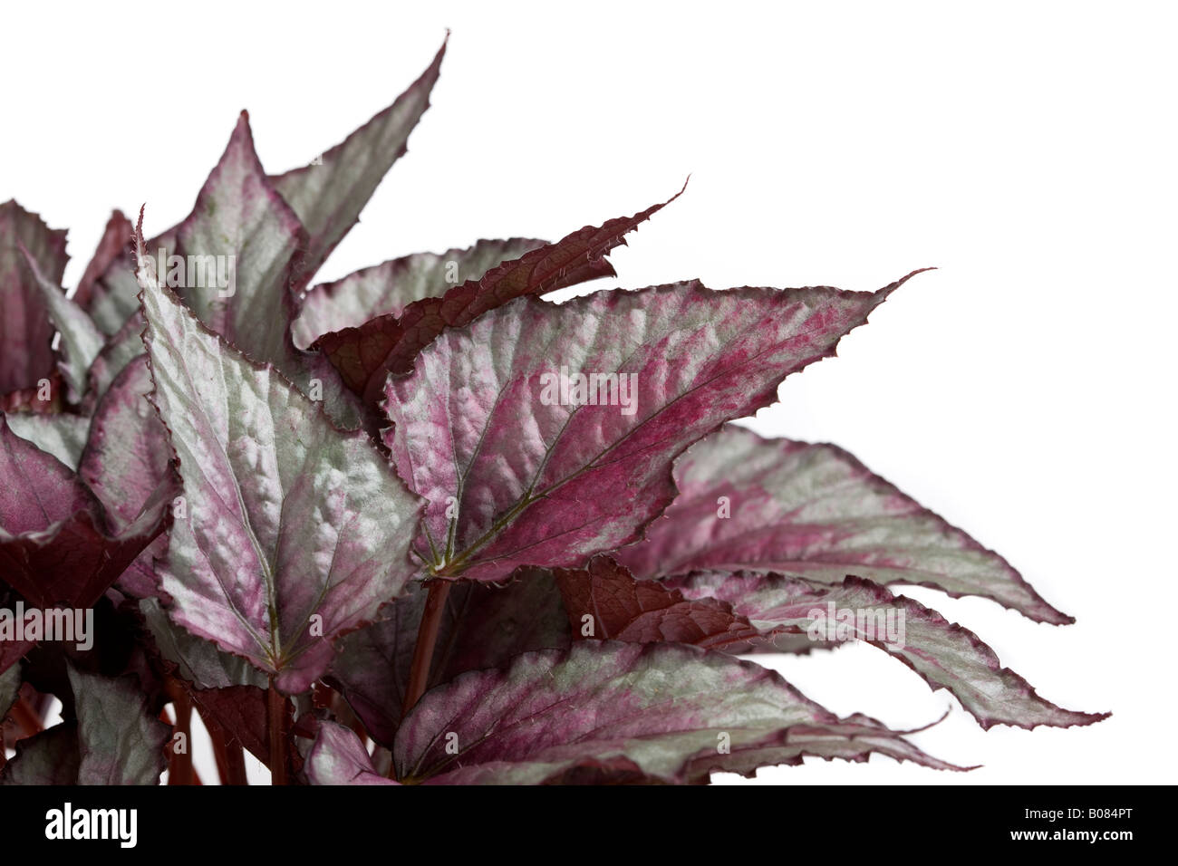 Decorative border of variegated begonia leaves In aRGB color for ...