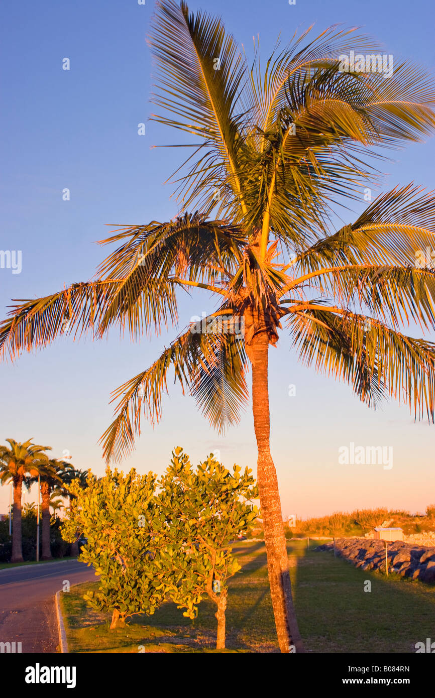 Bermuda palm trees hi-res stock photography and images - Alamy