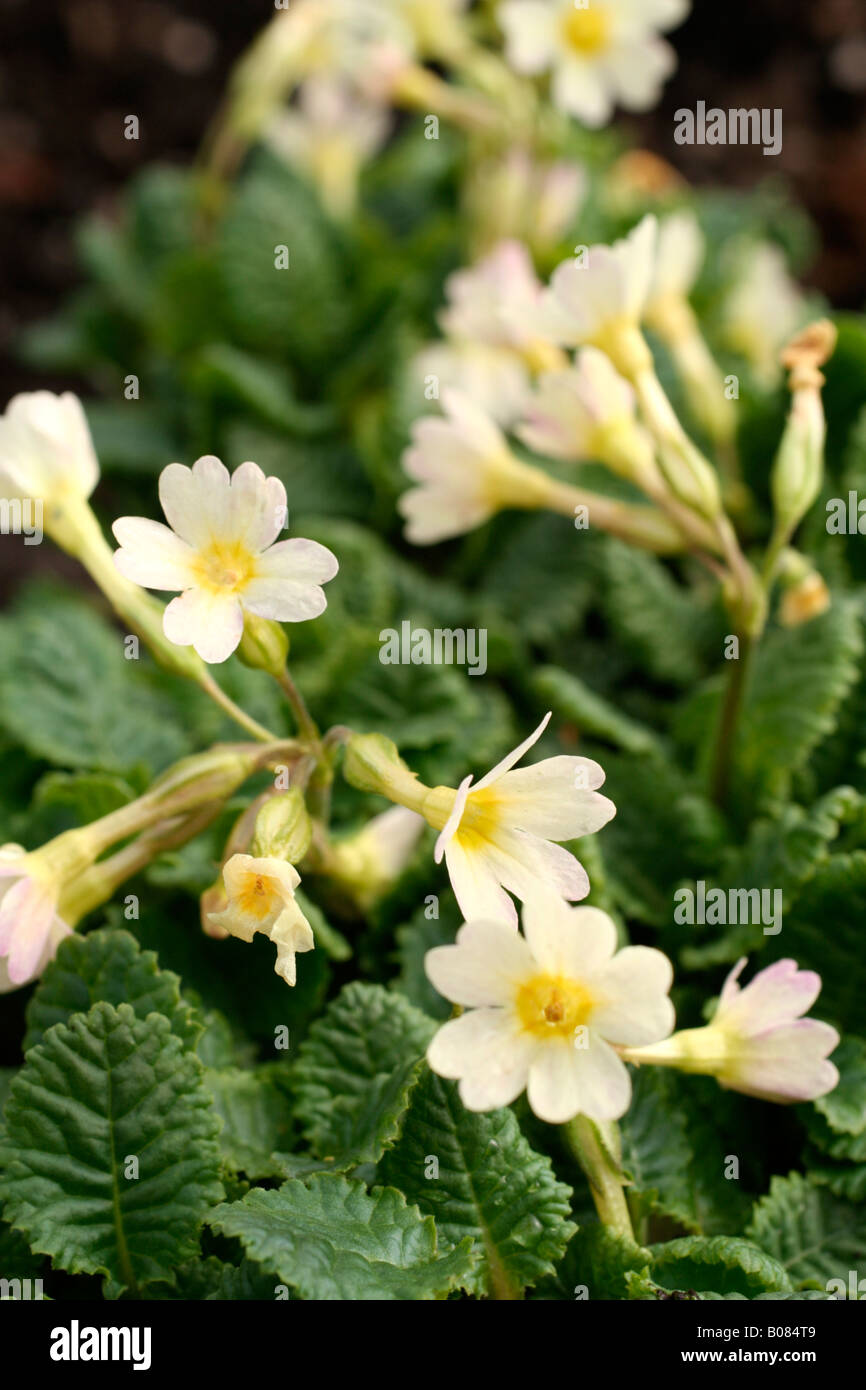 PRIMULA LADY GREER AGM Stock Photo - Alamy