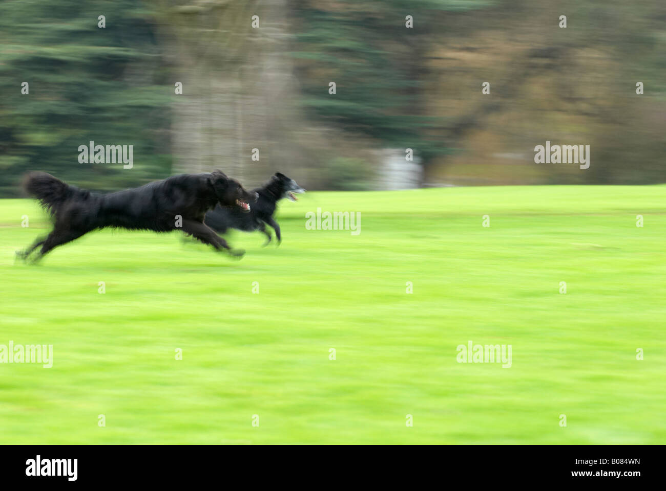 Two black dogs running after a ball showing a lot of blurry action as ...
