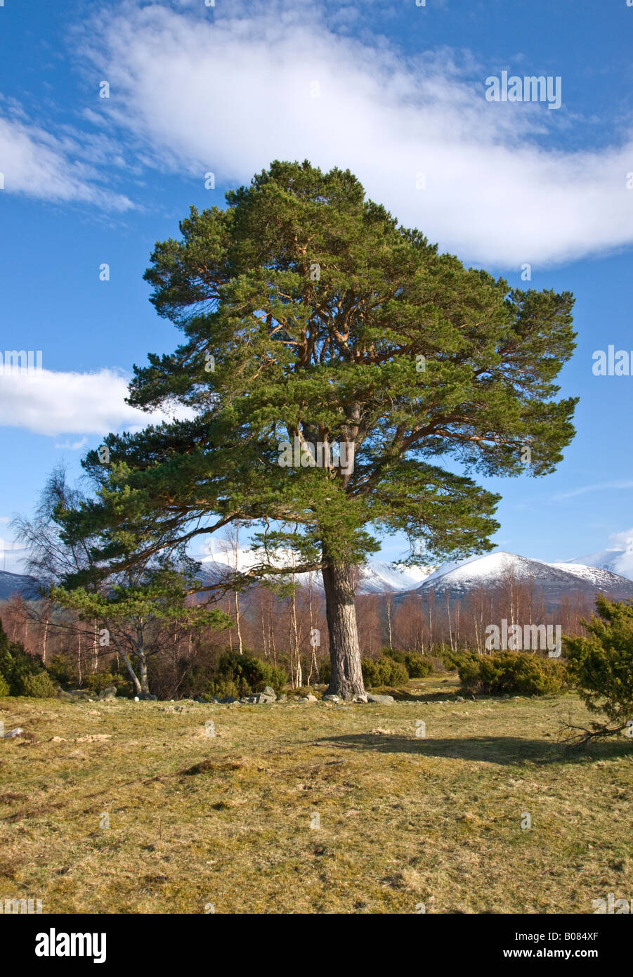 Scots pine tree at Tulloch Grue in Rothiemurchus near Aviemore in the ...