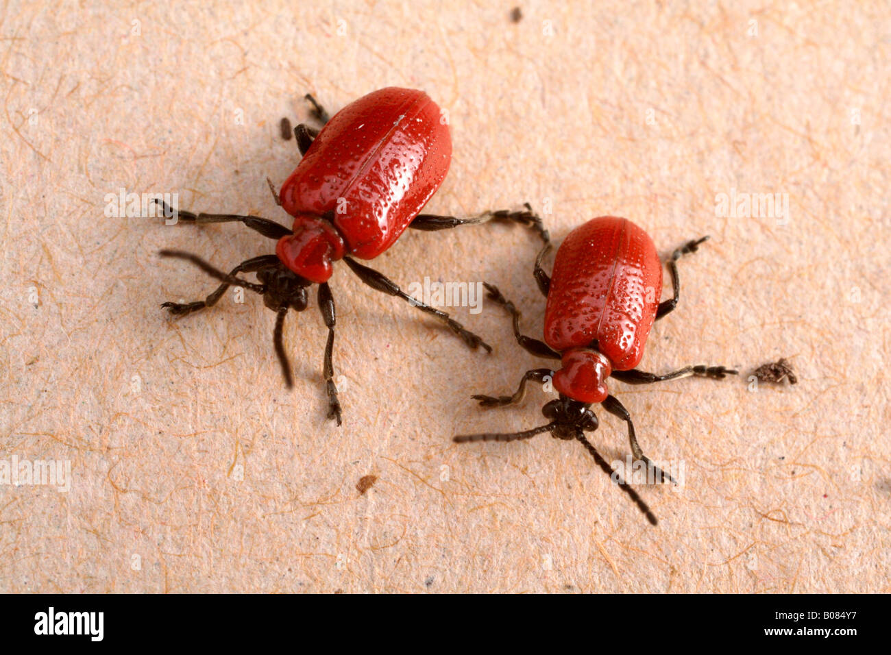 Lily beetle hi-res stock photography and images - Alamy