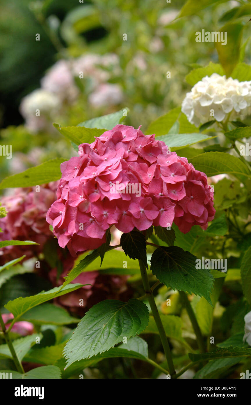 Hydrangea august hi-res stock photography and images - Alamy
