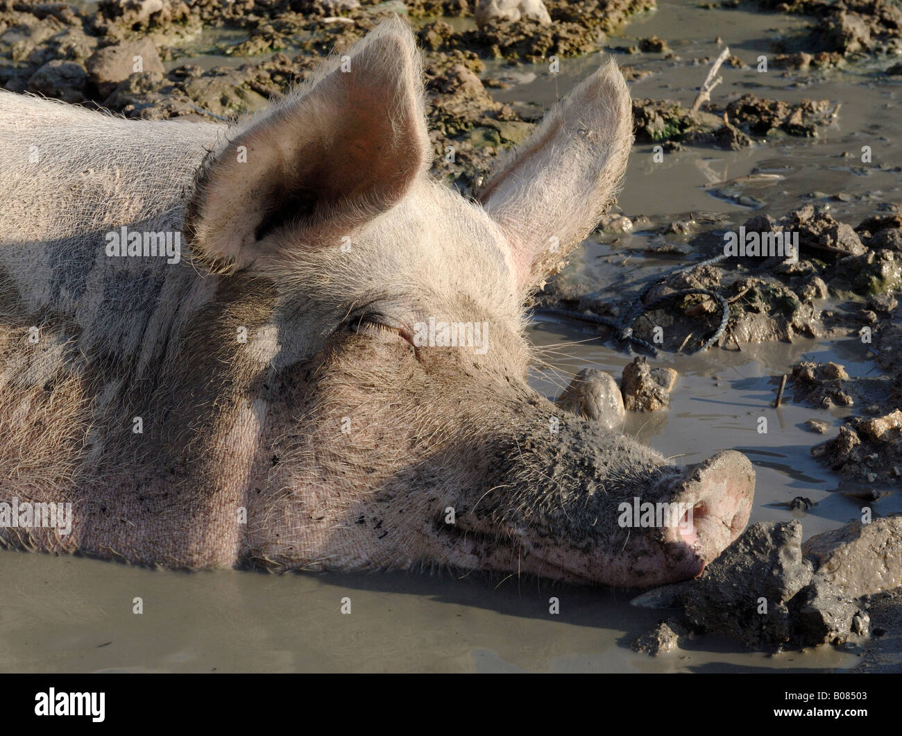 Pig relaxing in a puddle of water in the sunshine, Lara, Akamas Nature ...