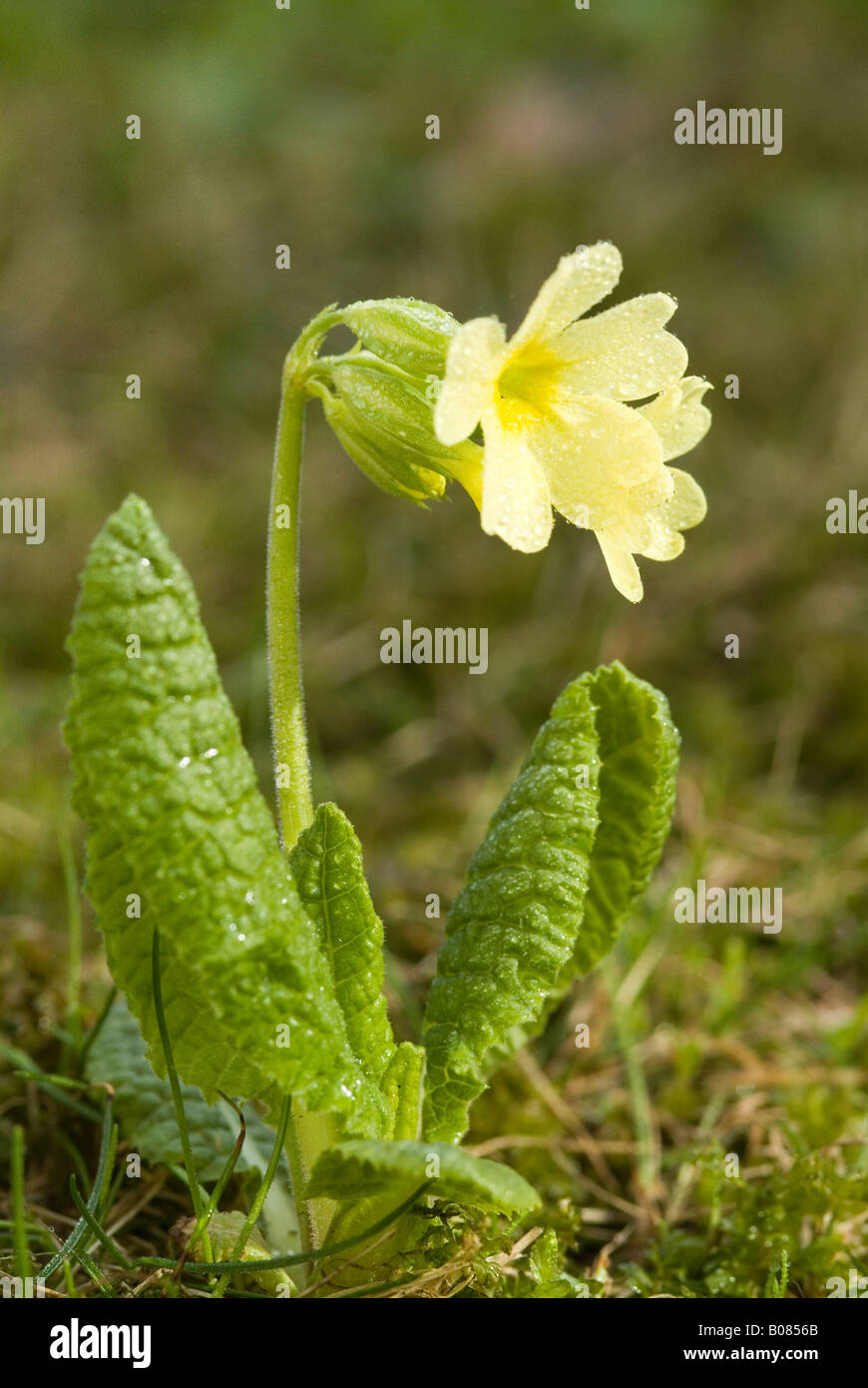 True Oxlip (Primula elatior), flowering plant Stock Photo - Alamy
