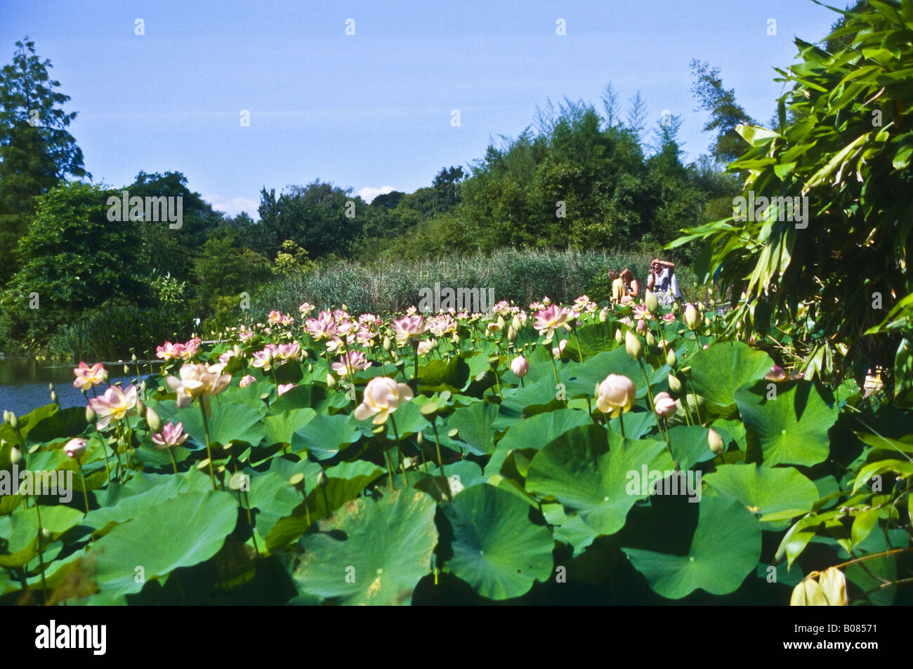 Lotos Lotus Blossom Stock Photo - Alamy