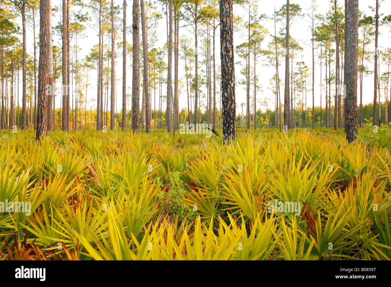 Southern slash pine hi-res stock photography and images - Alamy