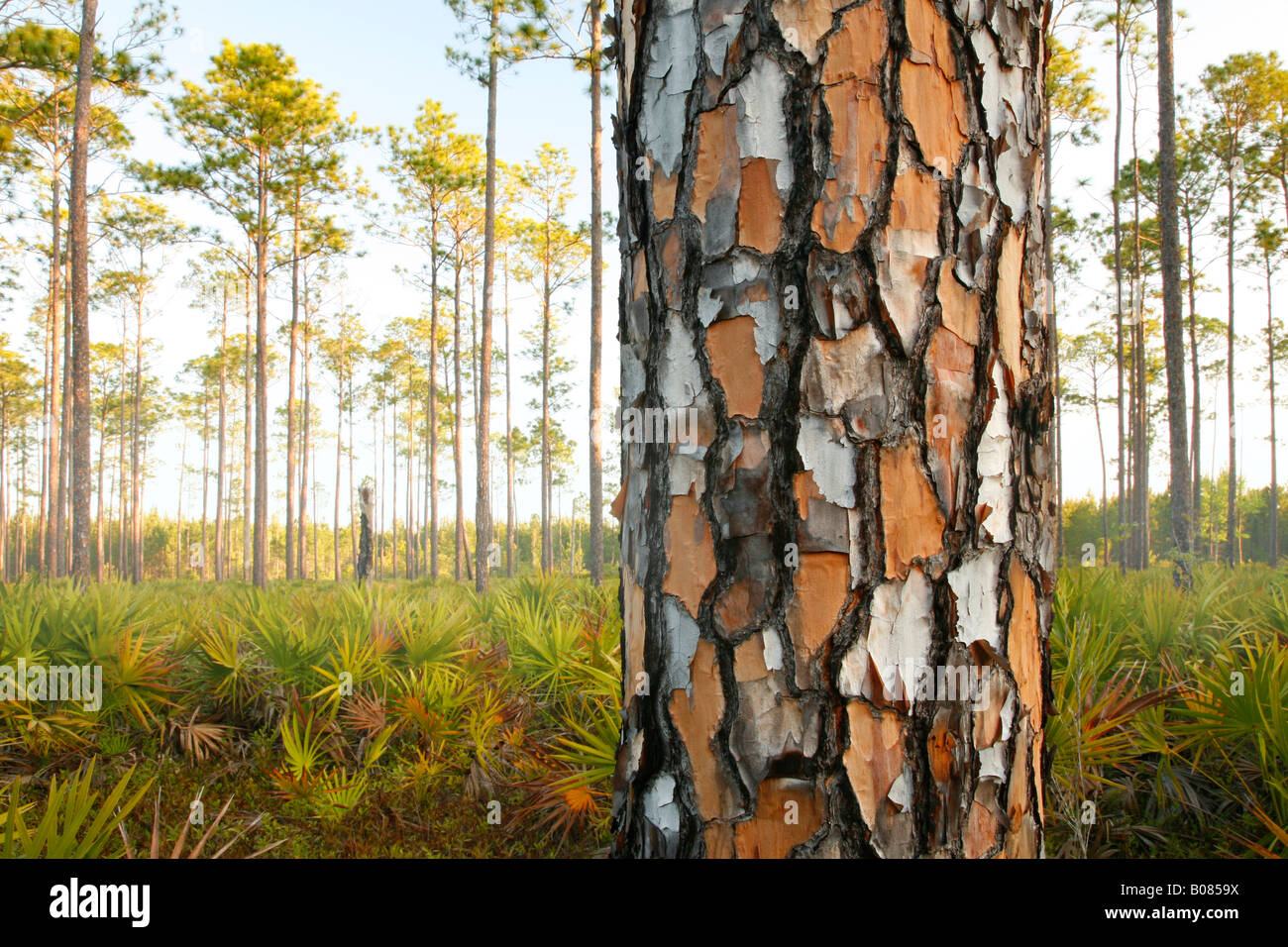 Southern slash pine hi-res stock photography and images - Alamy