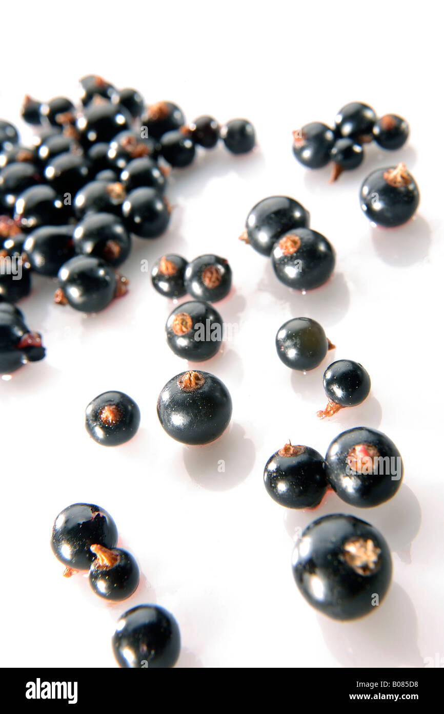 Schwarze johannisbeeren hi-res stock photography and images - Alamy