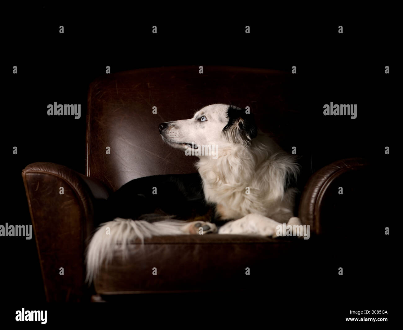 Sheep sitting on chair hi-res stock photography and images - Alamy