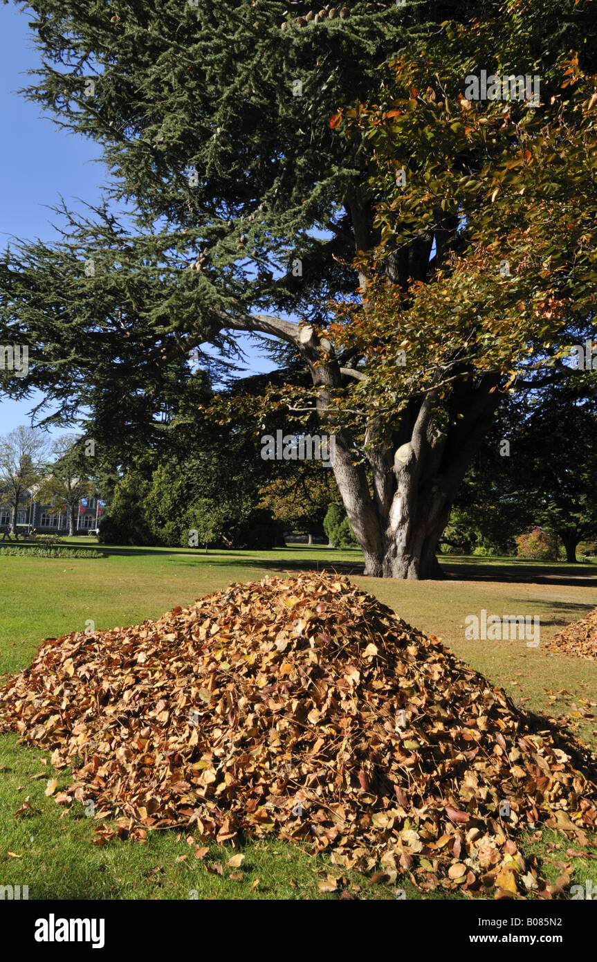 Gathering autumn/fall leaves at the Botanic Gardens of Christchurch New ...