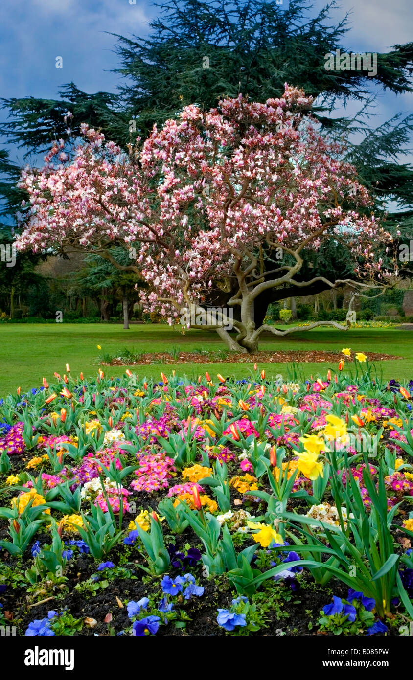 flowers with blossom tree Stock Photo - Alamy