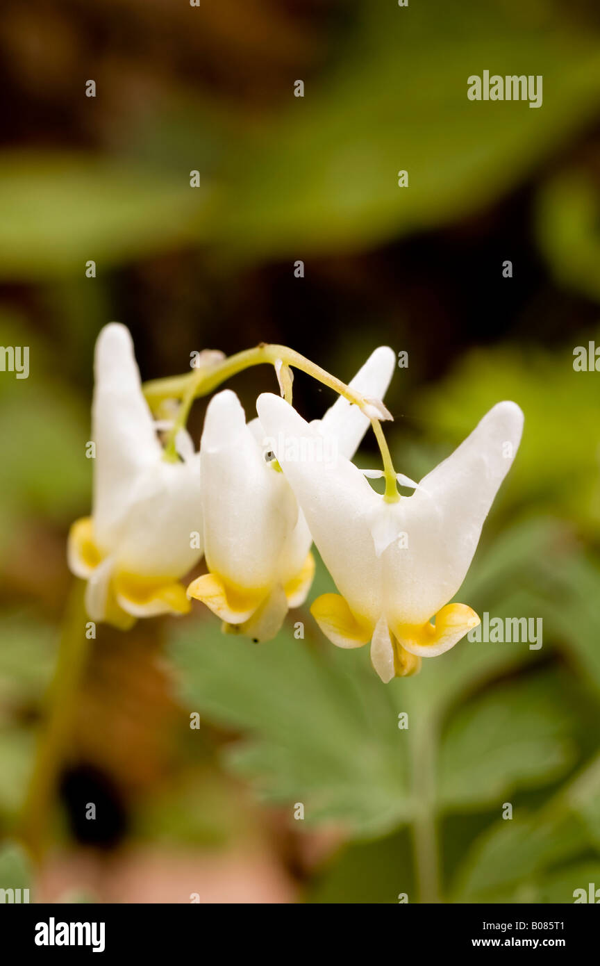 Dutchman s Britches Stock Photo - Alamy