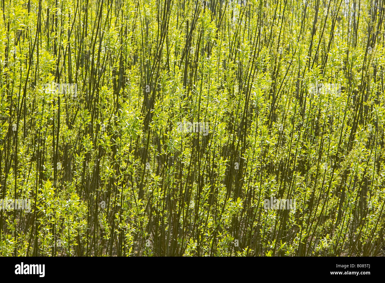 Biofuel clean hi-res stock photography and images - Alamy