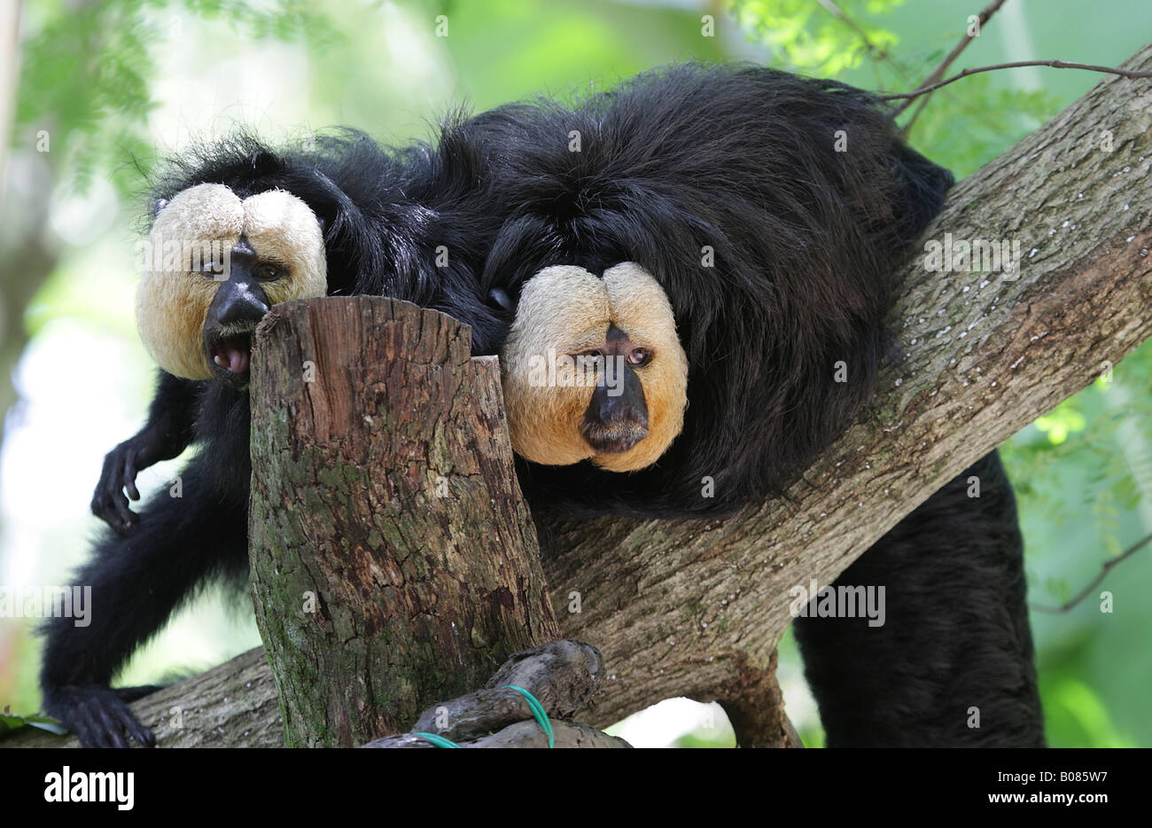 Two White Faced Saki monkeys on a tree branch Stock Photo - Alamy