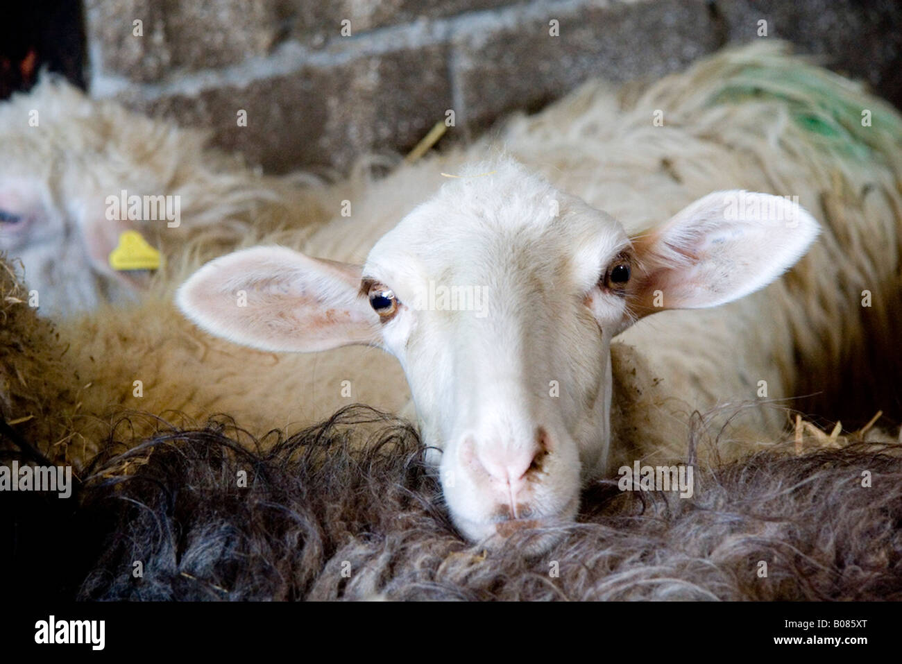 Sheep lamb farmyard hi-res stock photography and images - Alamy