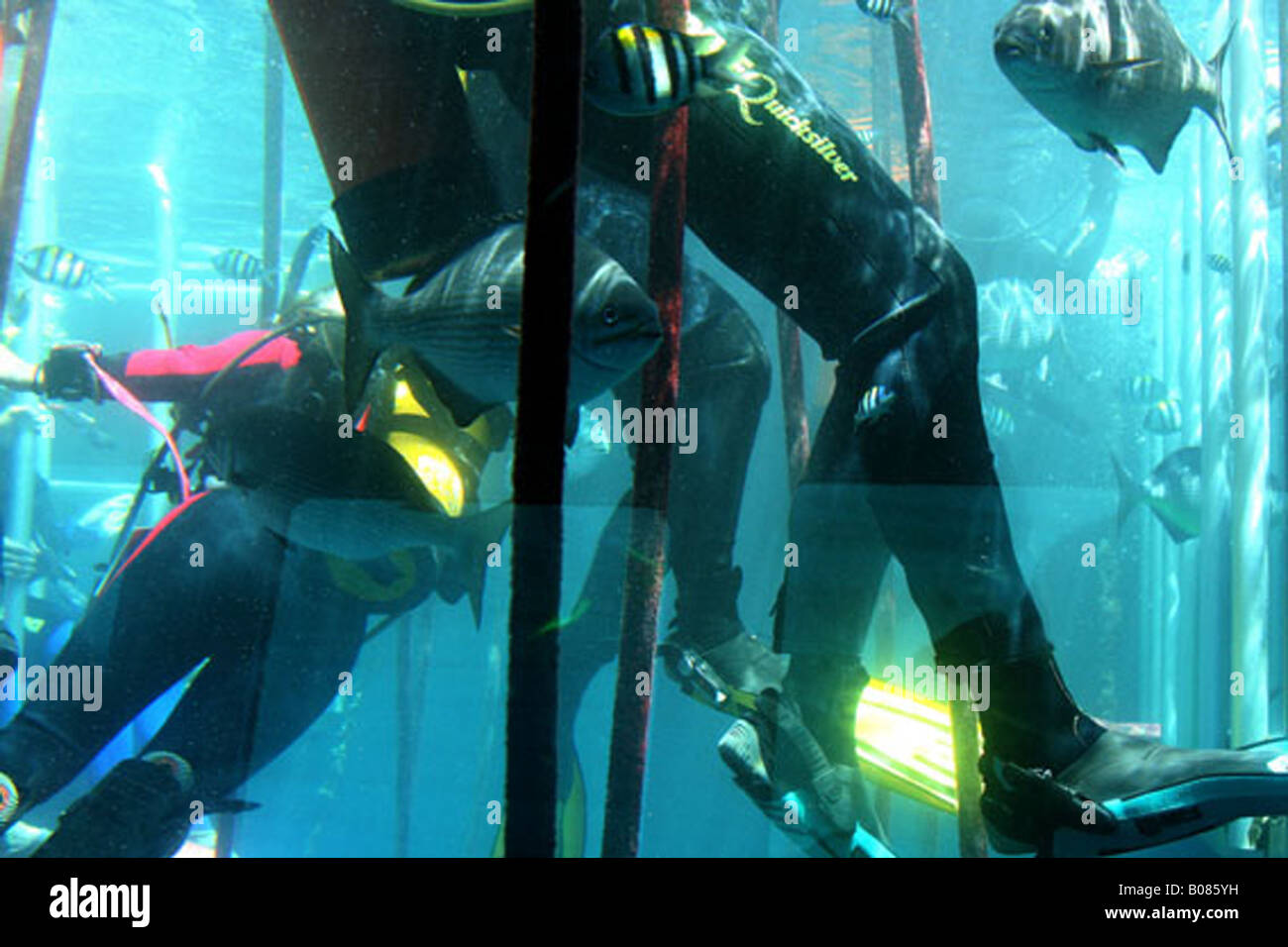 Divers and fish in diving cage at the Greart Barrier Reef Stock Photo ...