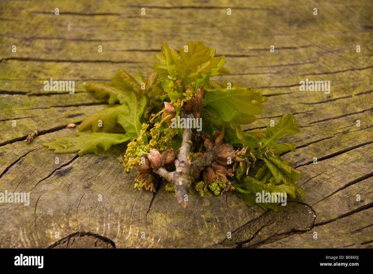 Old leaves new leaves hi-res stock photography and images - Alamy