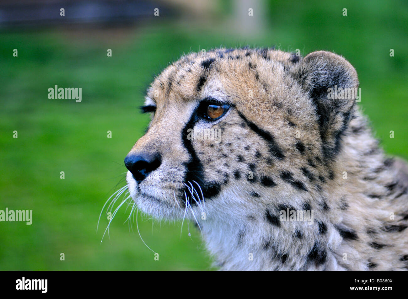 Cheetah head shot hi-res stock photography and images - Alamy