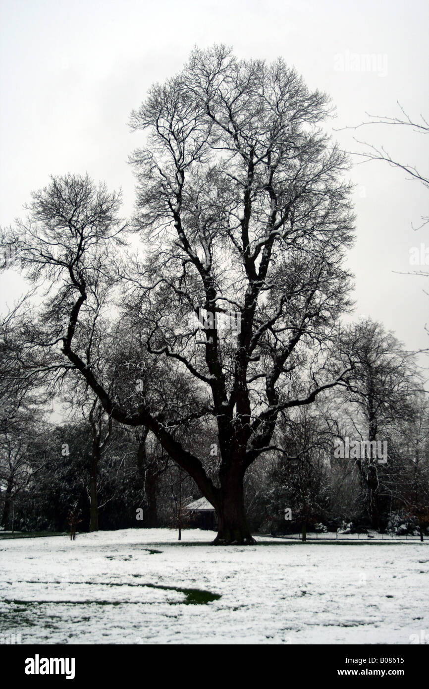 Oak tree in winter hi-res stock photography and images - Alamy