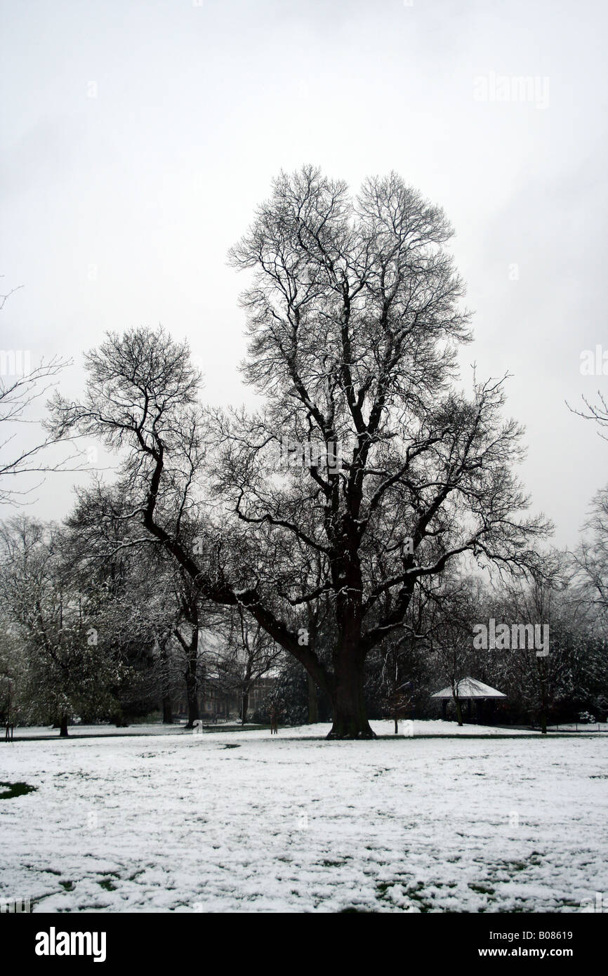 Oak tree in winter hi-res stock photography and images - Alamy