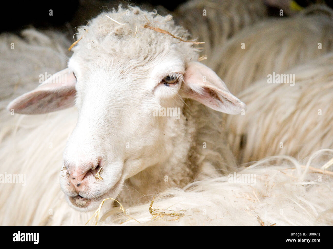 Sheep lamb farmyard hi-res stock photography and images - Alamy