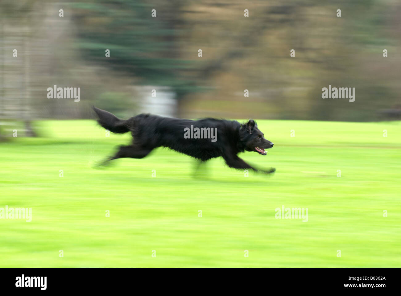 Black dog running after a ball showing a lot of blurry action as she ...