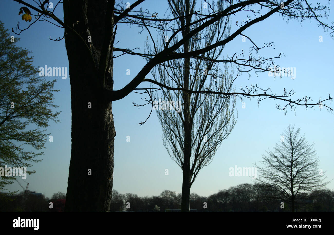 Winter poplar tree with branches of secong tree in foreground Stock ...
