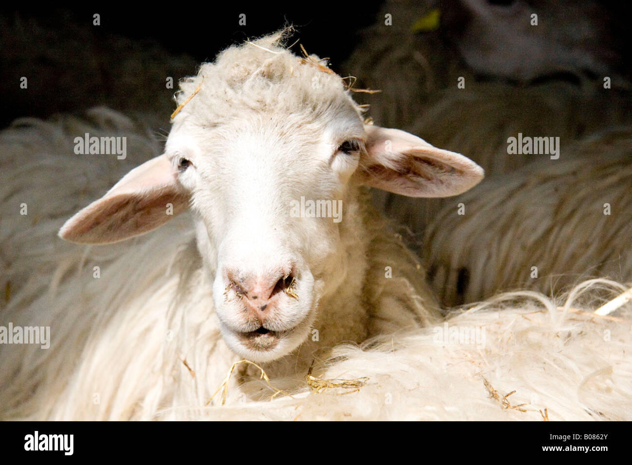 Sheep lamb farmyard hi-res stock photography and images - Alamy
