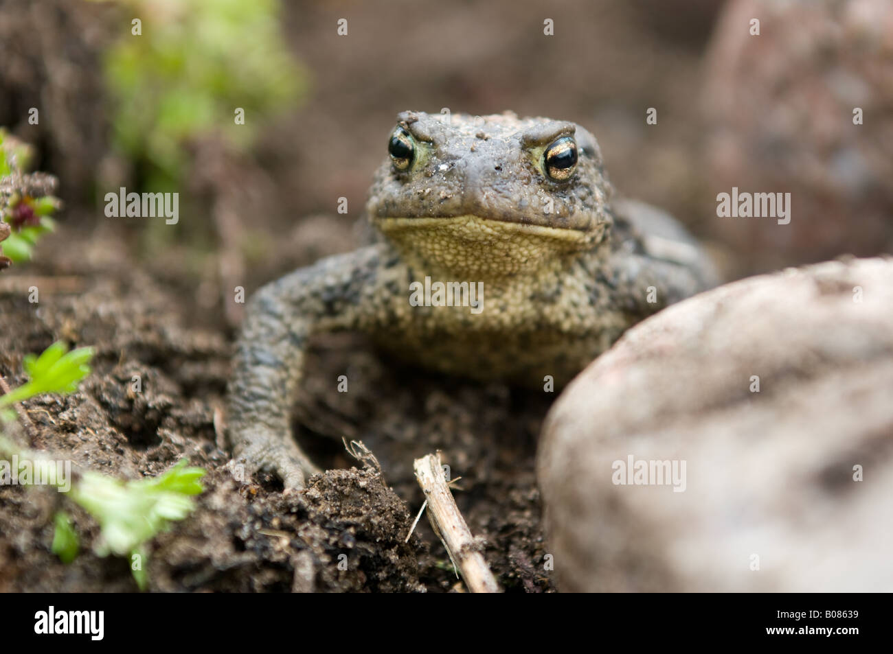 Frog hop pond hi-res stock photography and images - Alamy