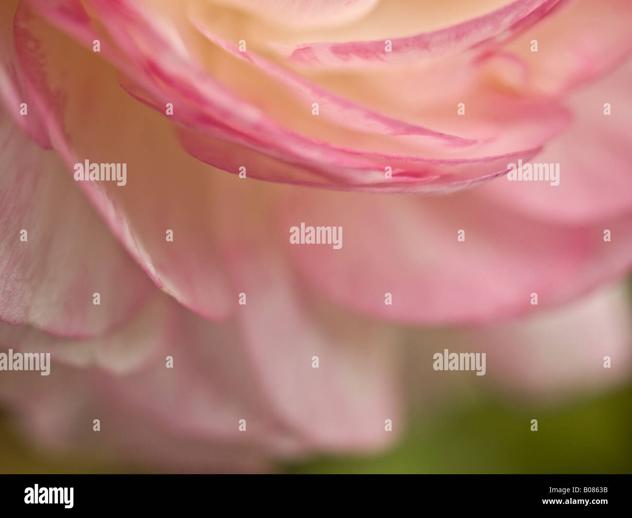 Pink ranunculus detail (1 Stock Photo - Alamy